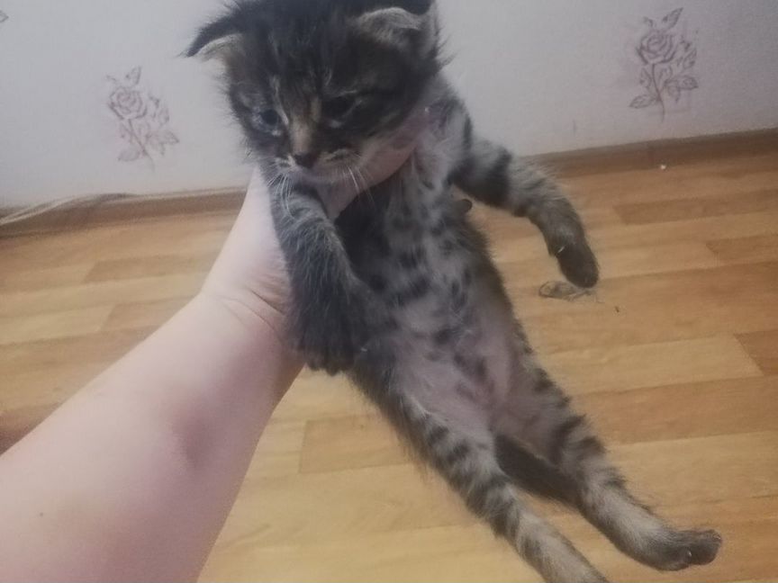 Вислоухие котята