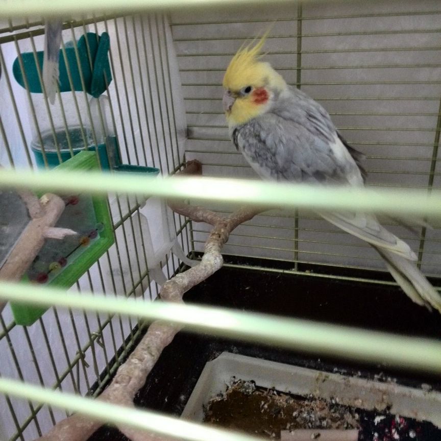 Попугай корелла самец