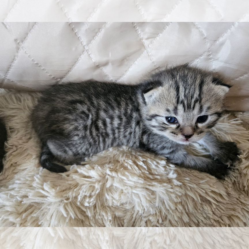 Шотландские котята