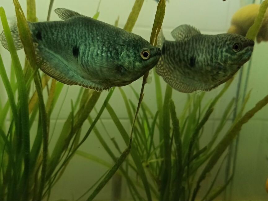 Аквариумные рыбки гурами