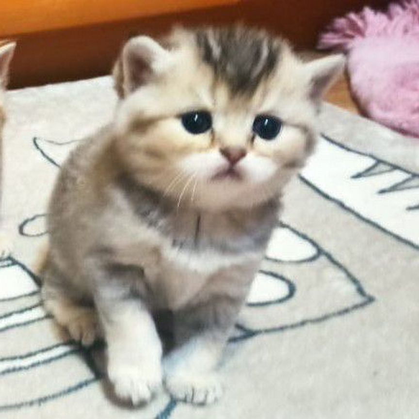 Котята