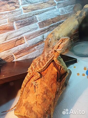 Бородатая агама с террариумом