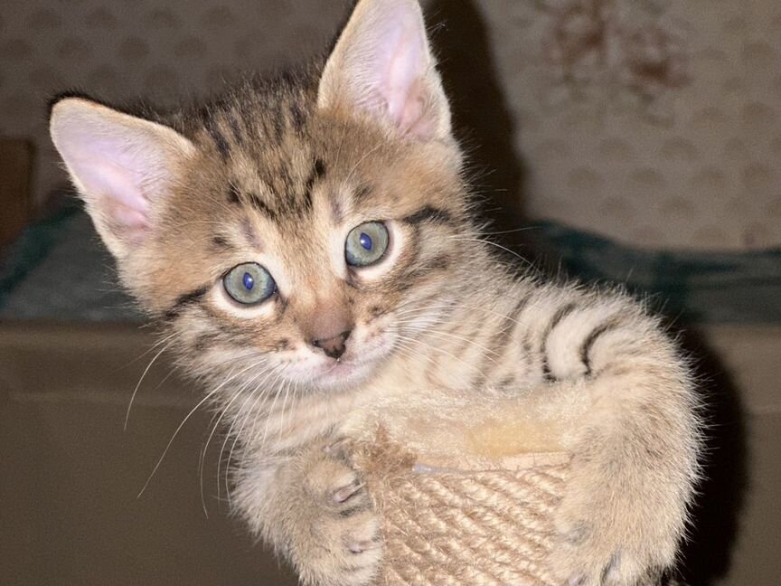 Бенгальские метис котята в добрые руки