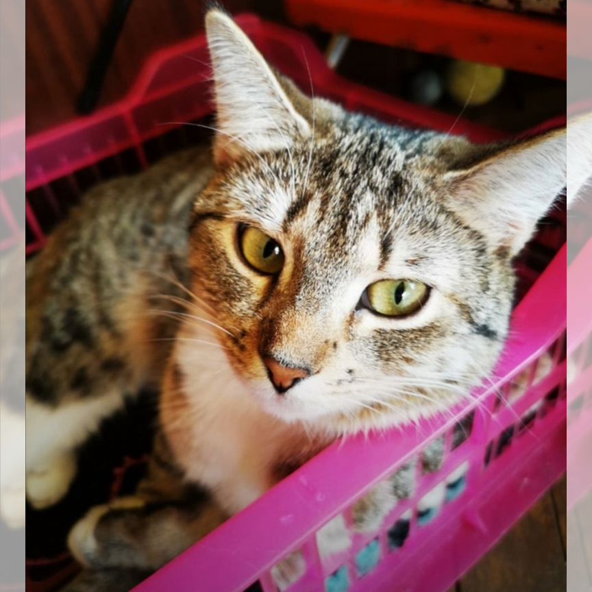 Кошечка в добрые руки