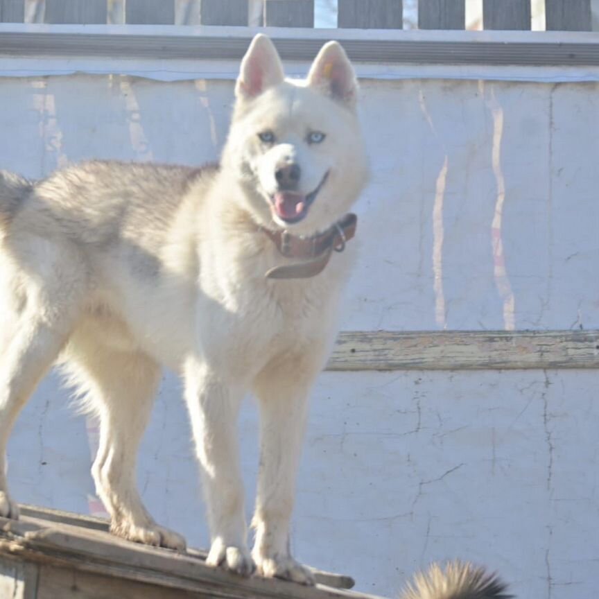 Собака в добрые руки отдам бесплатно