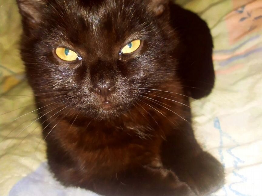 Котенок девочка, шотландская, скоттиш-страйт