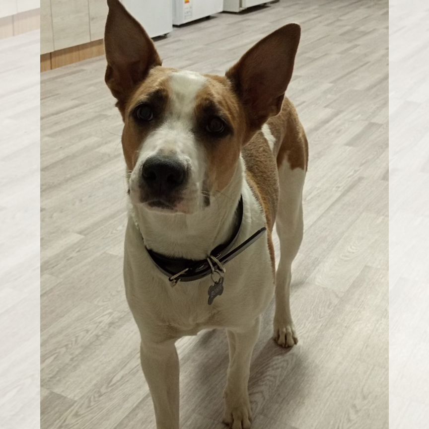 Взрослая собака в добрые руки