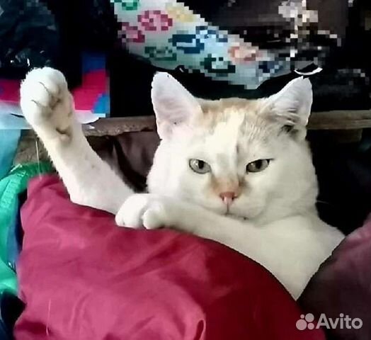 Бросили ласкового кота на даче