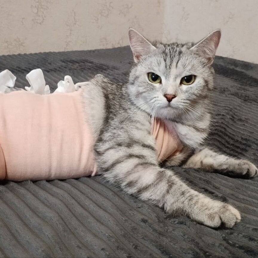 Стерилизованная кошечка ищет дом