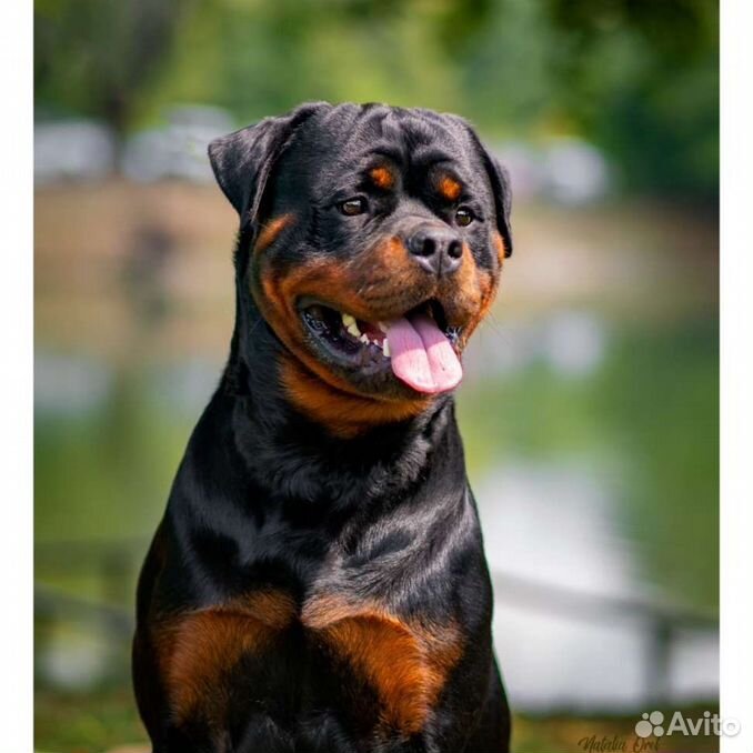 Вязка ротвейлера