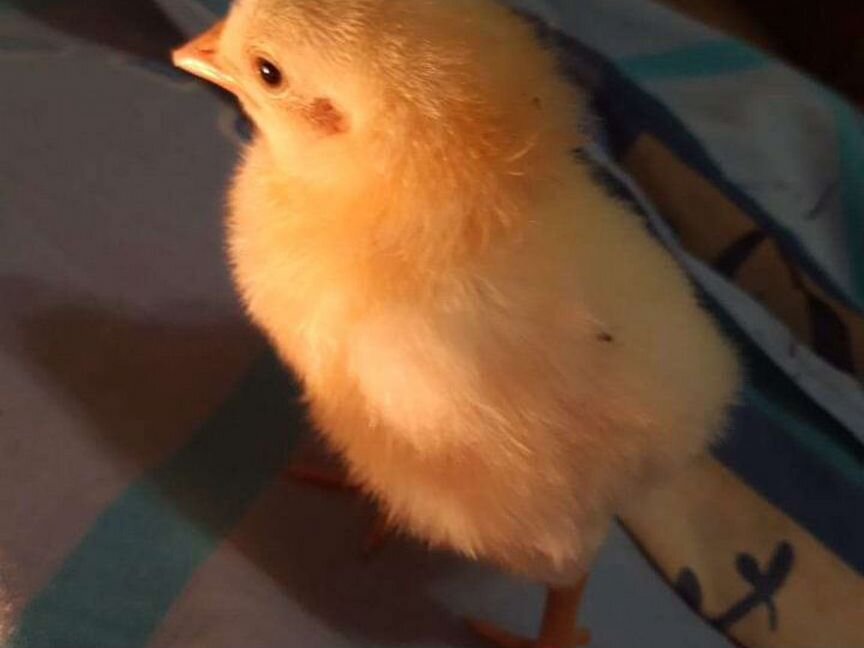 Цыплята Бройлеры