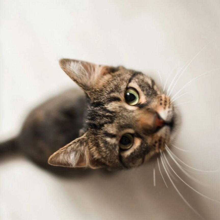 Кот в добрые руки