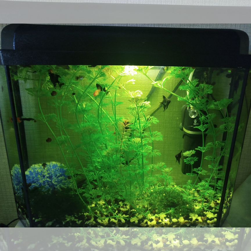 Растения для аквариума