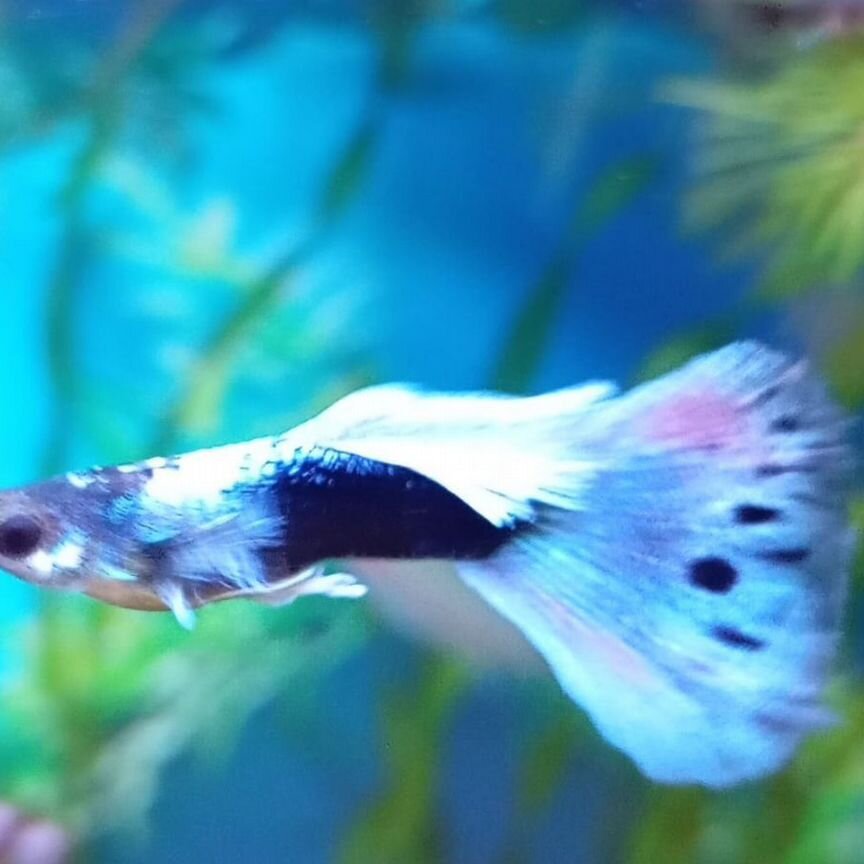 Гуппи канада, растения прополка