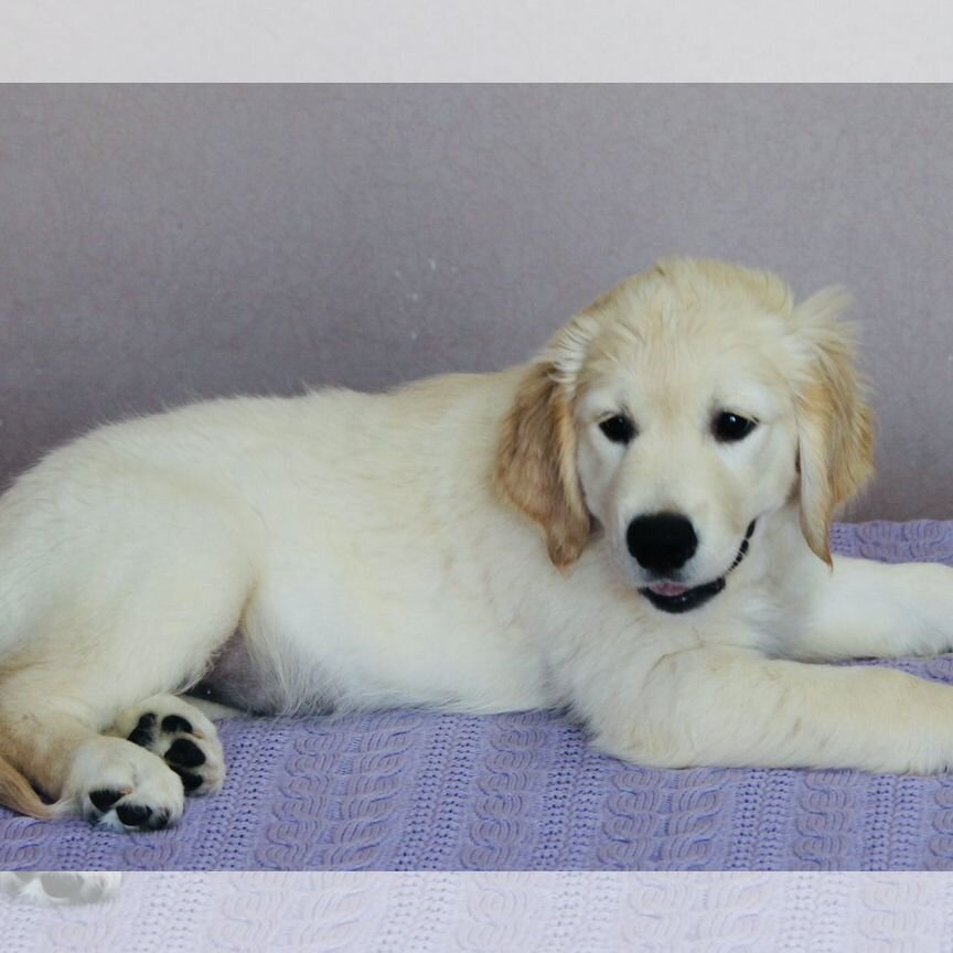 Золотистый ретривер, щенок