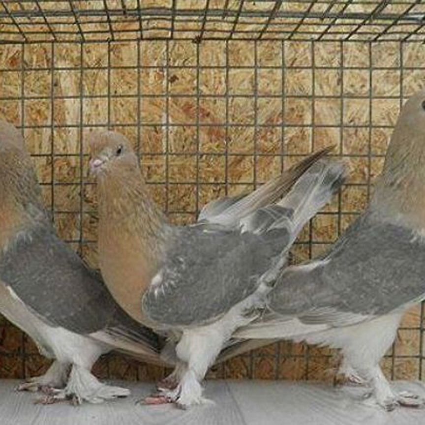 Турецкая такла