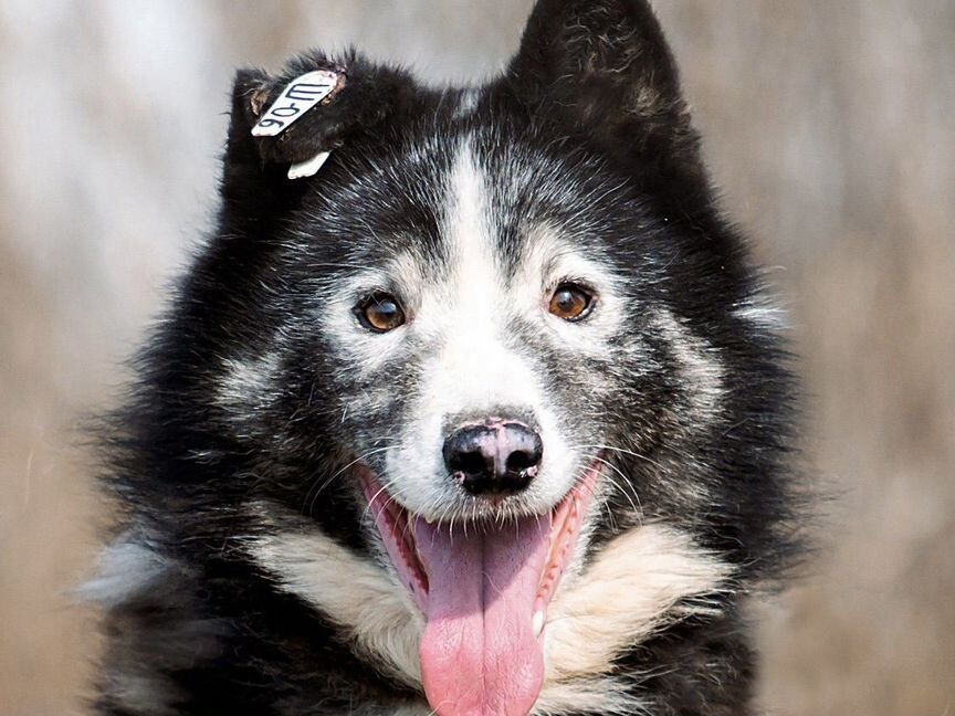 Собака Вуди в добрые руки бесплатно