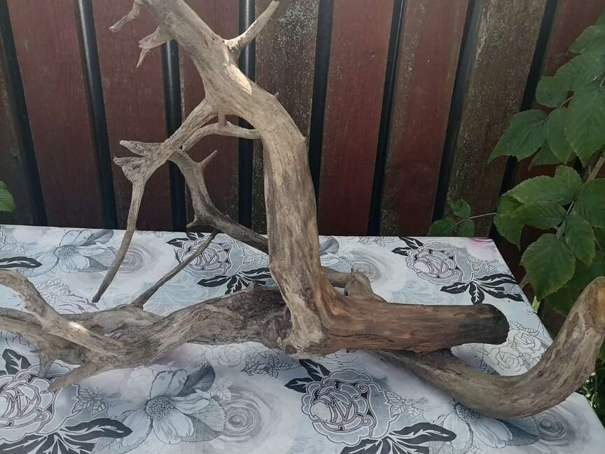 Коряги