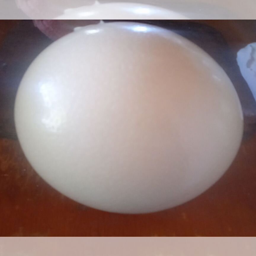 Продам пустые страусиные яйца