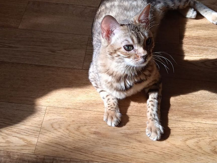 Котенок