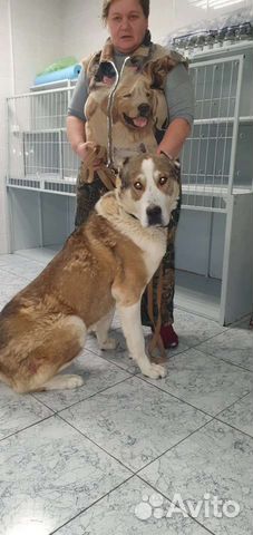 Крупный алабай в добрые руки