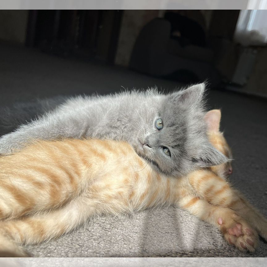 Котята в добрые руки