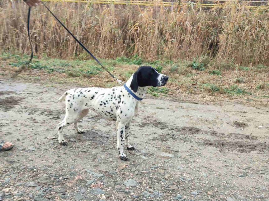 Немецкий курцхаар. Сука. Работает. Документы РКФ