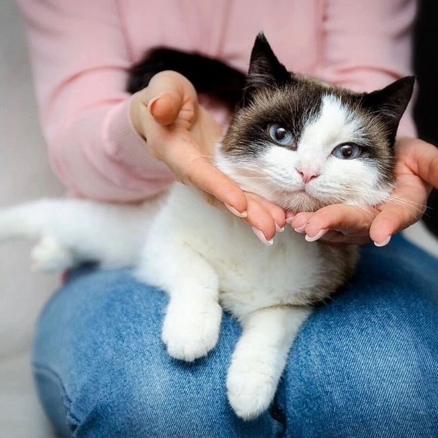 Котик Сёмушка, только нежность и любовь