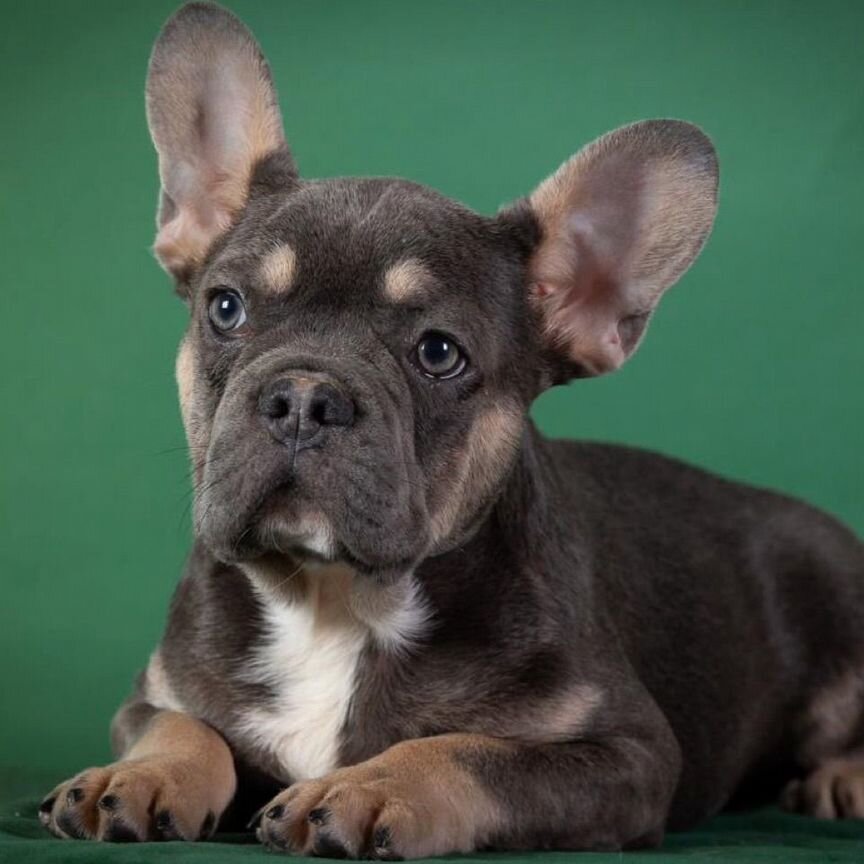 Французский бульдог, щенок