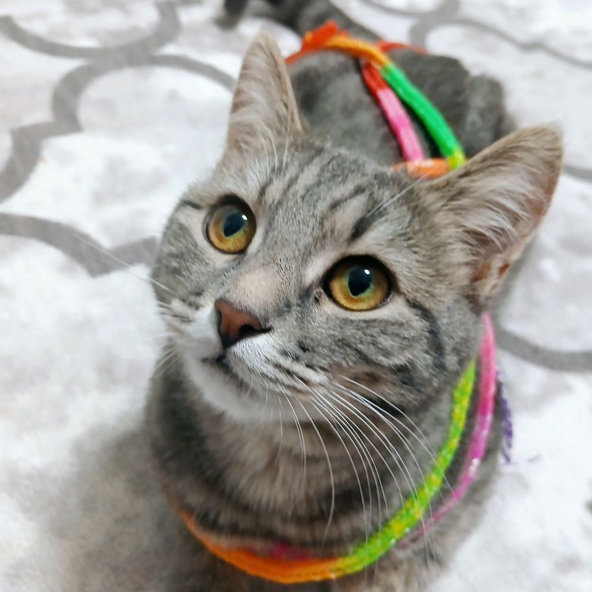 Кошка 7 месяцев