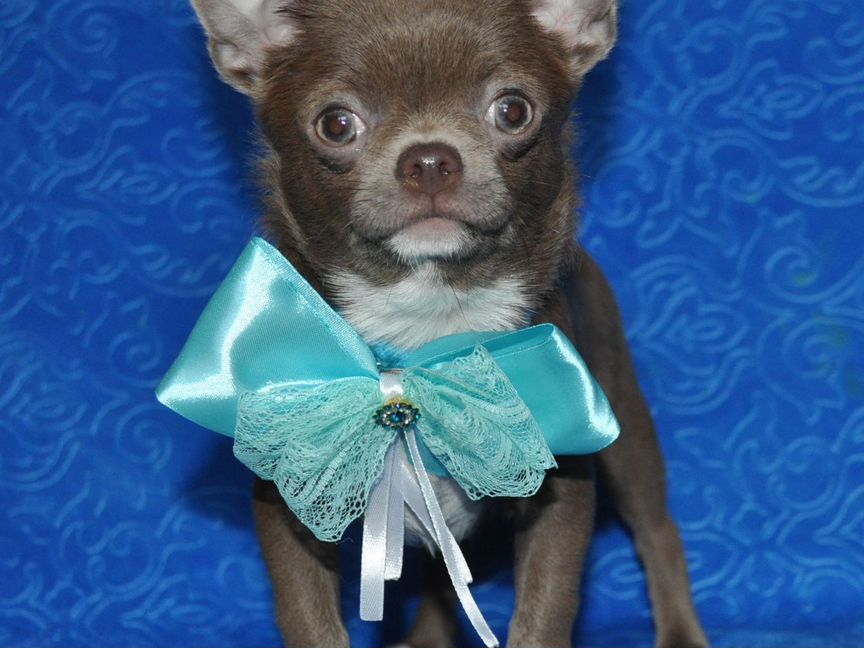 Пупсик лиловый