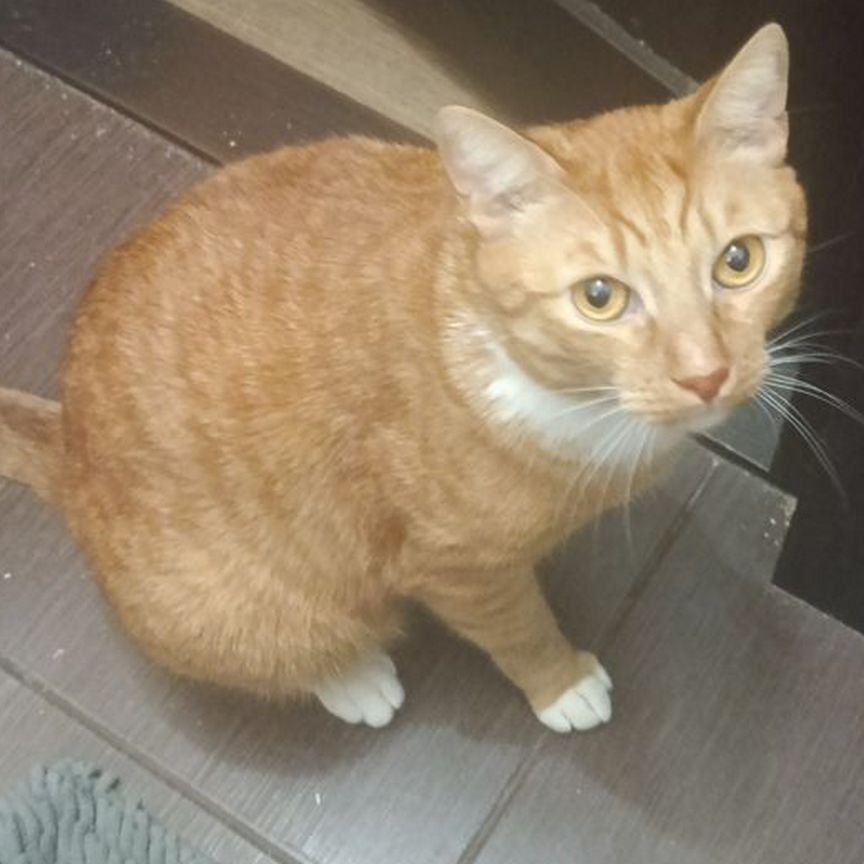 Взрослый кот в добрые руки