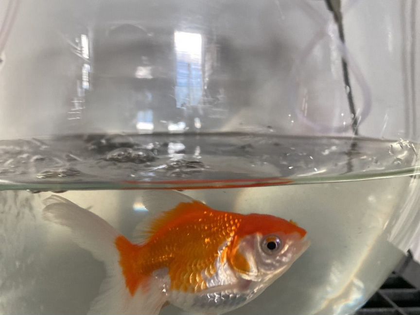 Риукин красно белый