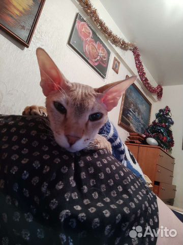 Котёнок