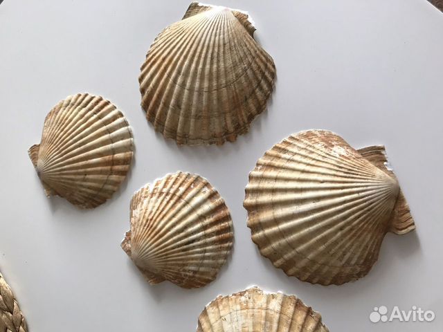 Ракушка морского гребешка