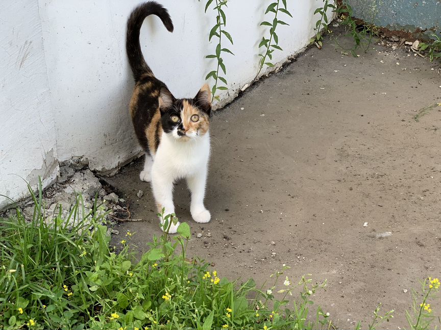 Кошечка котенок трехцветный черно-бело-рыжая