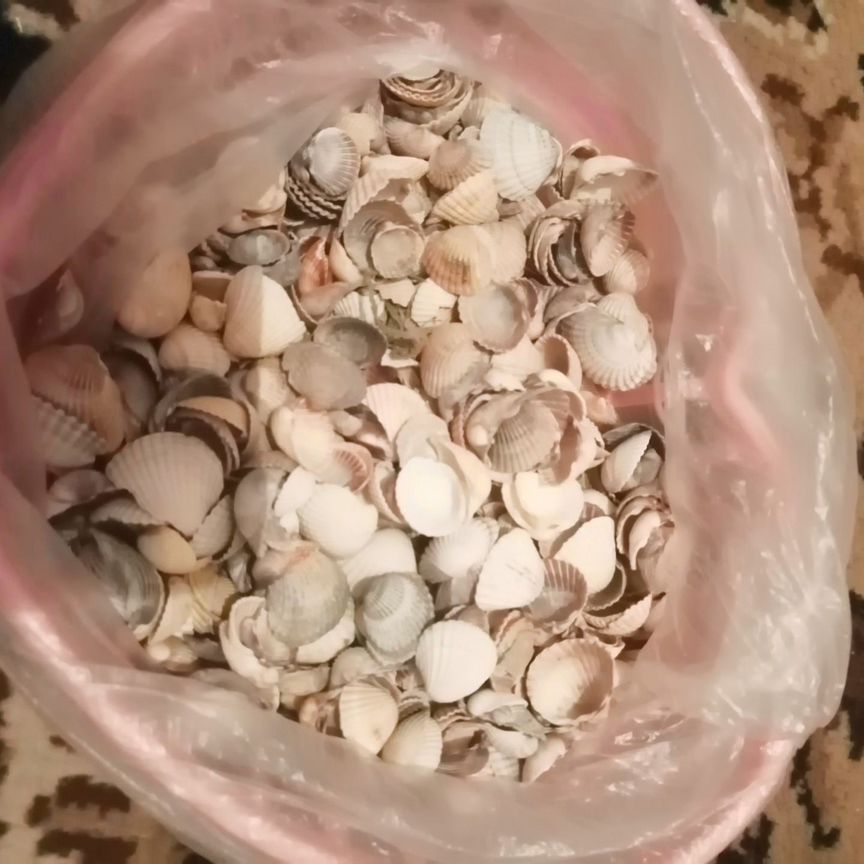 Ракушки для аквариума