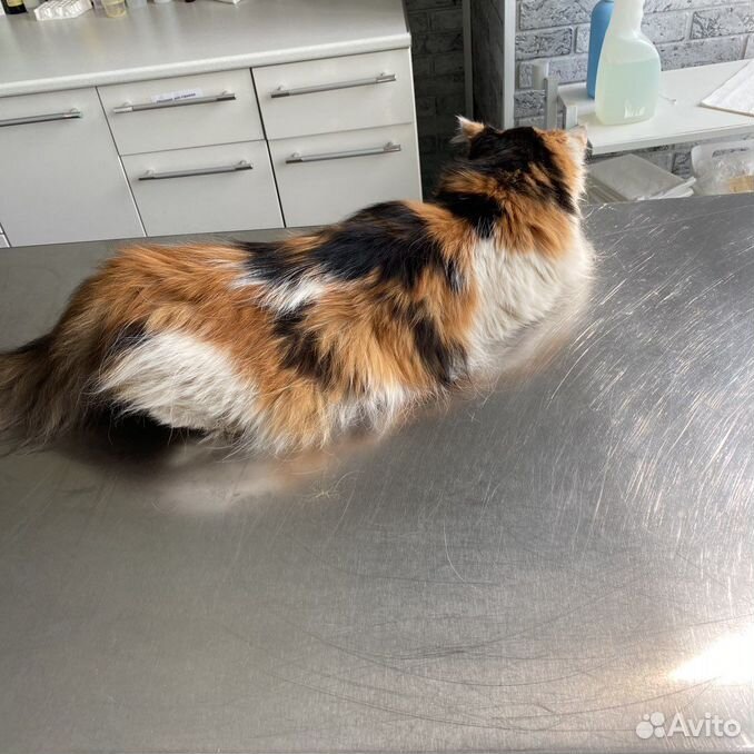 Тигра ищет дом