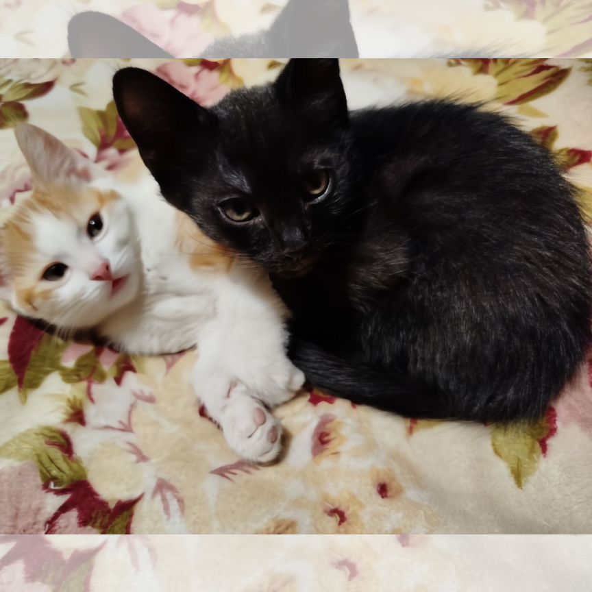 Котёнок в добрые руки