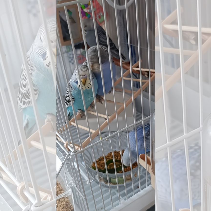 Птенцы волнистый попугай