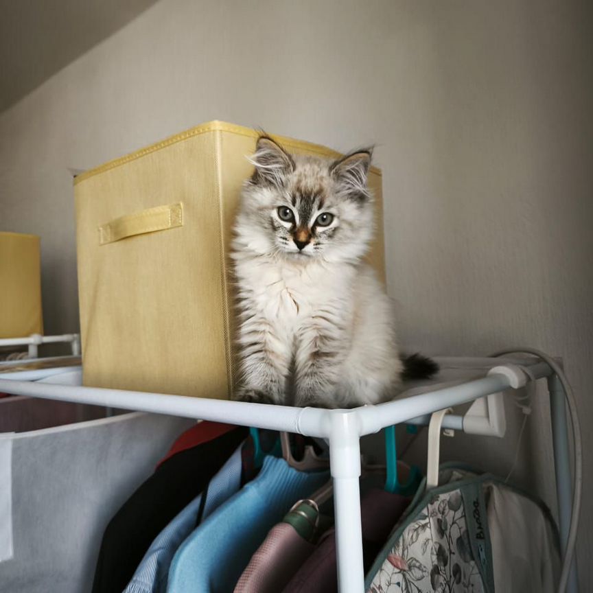 Котенок Невский маскарадный