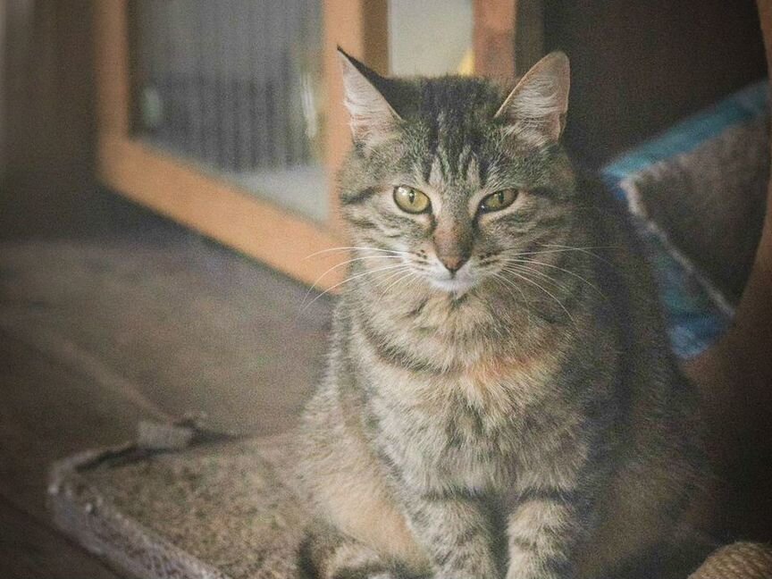 Малышка ищет дом