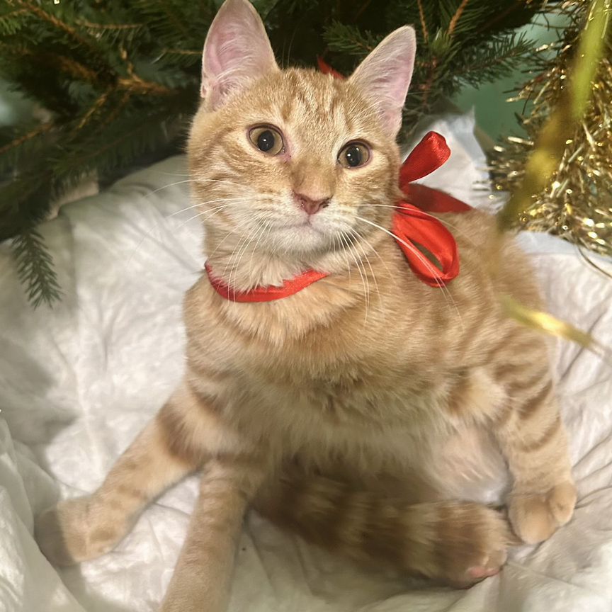 Европейский короткошёрстный котёнок