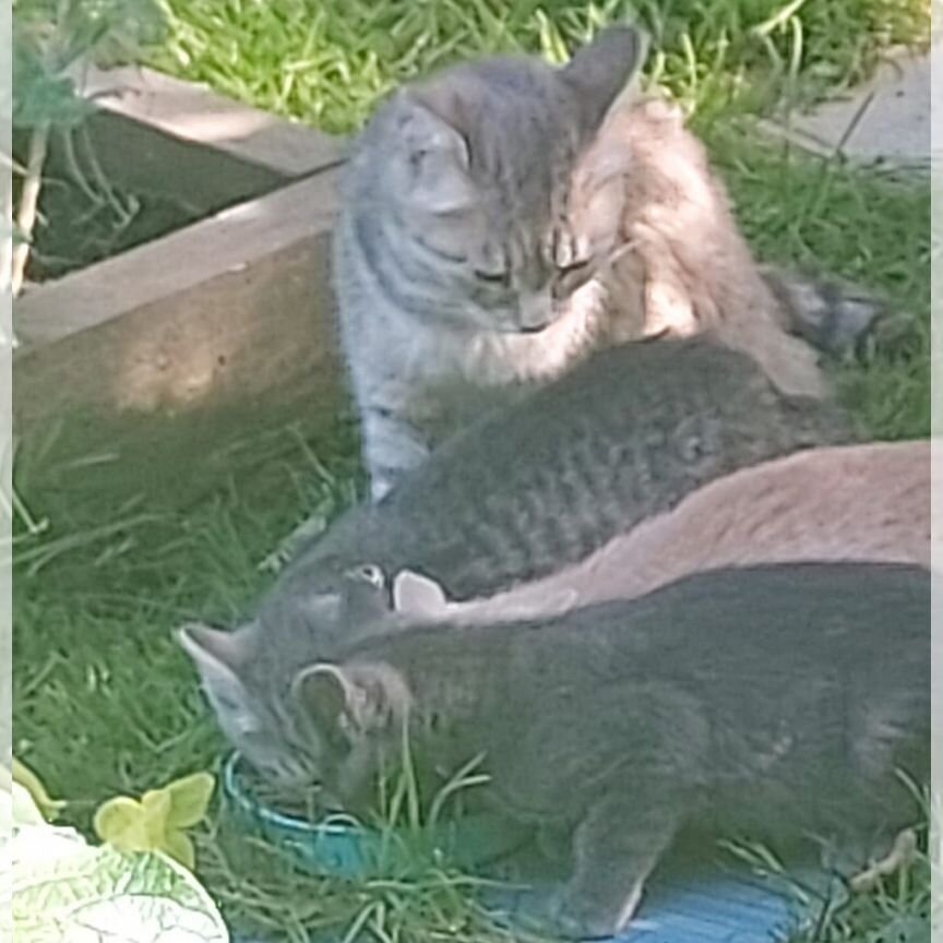 Котята ищут дом