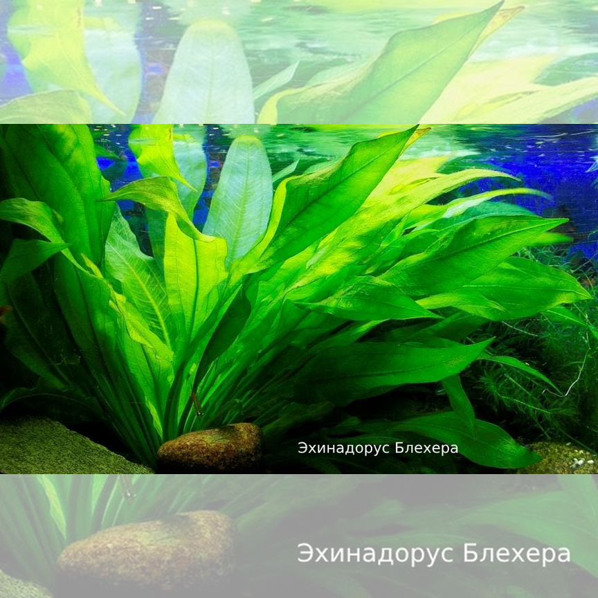 Эхинадорус блехера