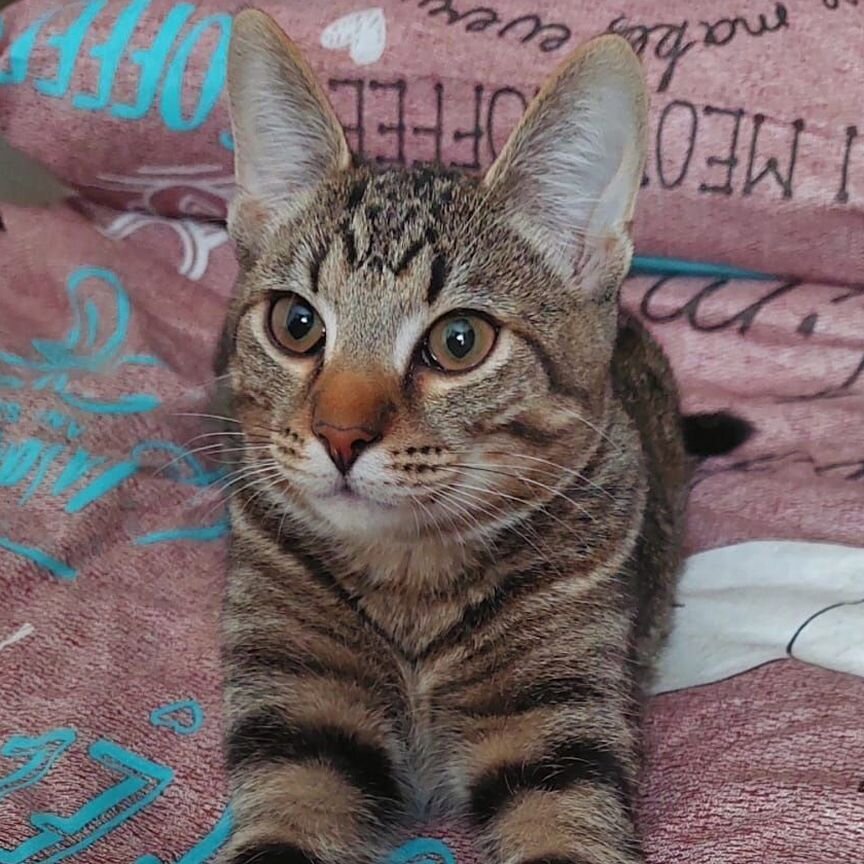 Чудесный полосатик котенок