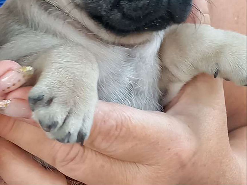 Щенки мопса