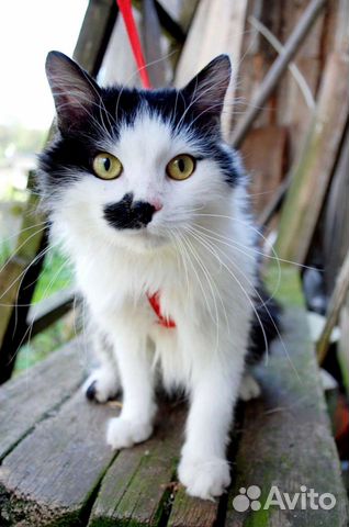 Котик Айвенго 2 года