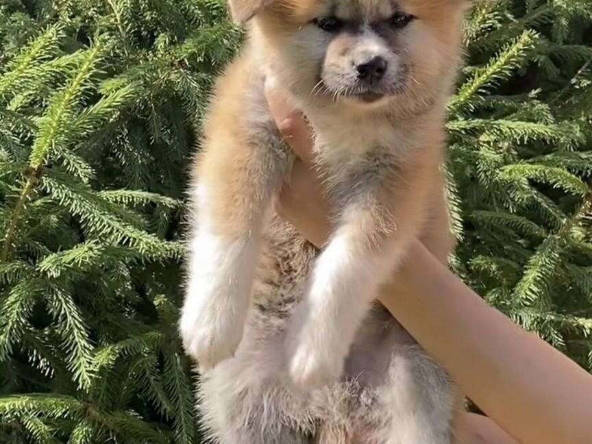 Щенки акита ину (Хатико)