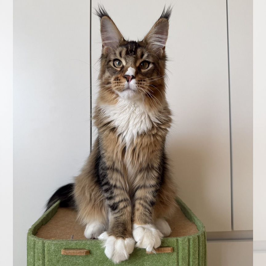 Мейн-кун котёнок